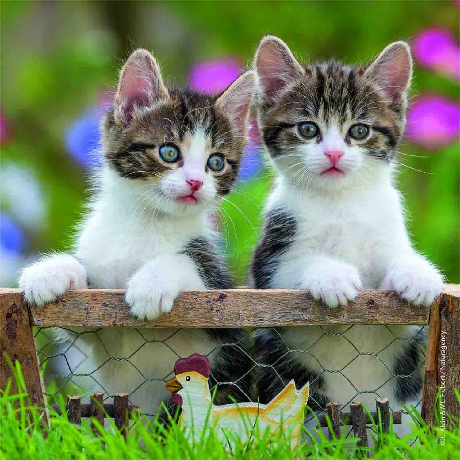 Puzzle Pisicute Tigrate, 3X49 Piese - RVSPC08046 | Bord31.ro